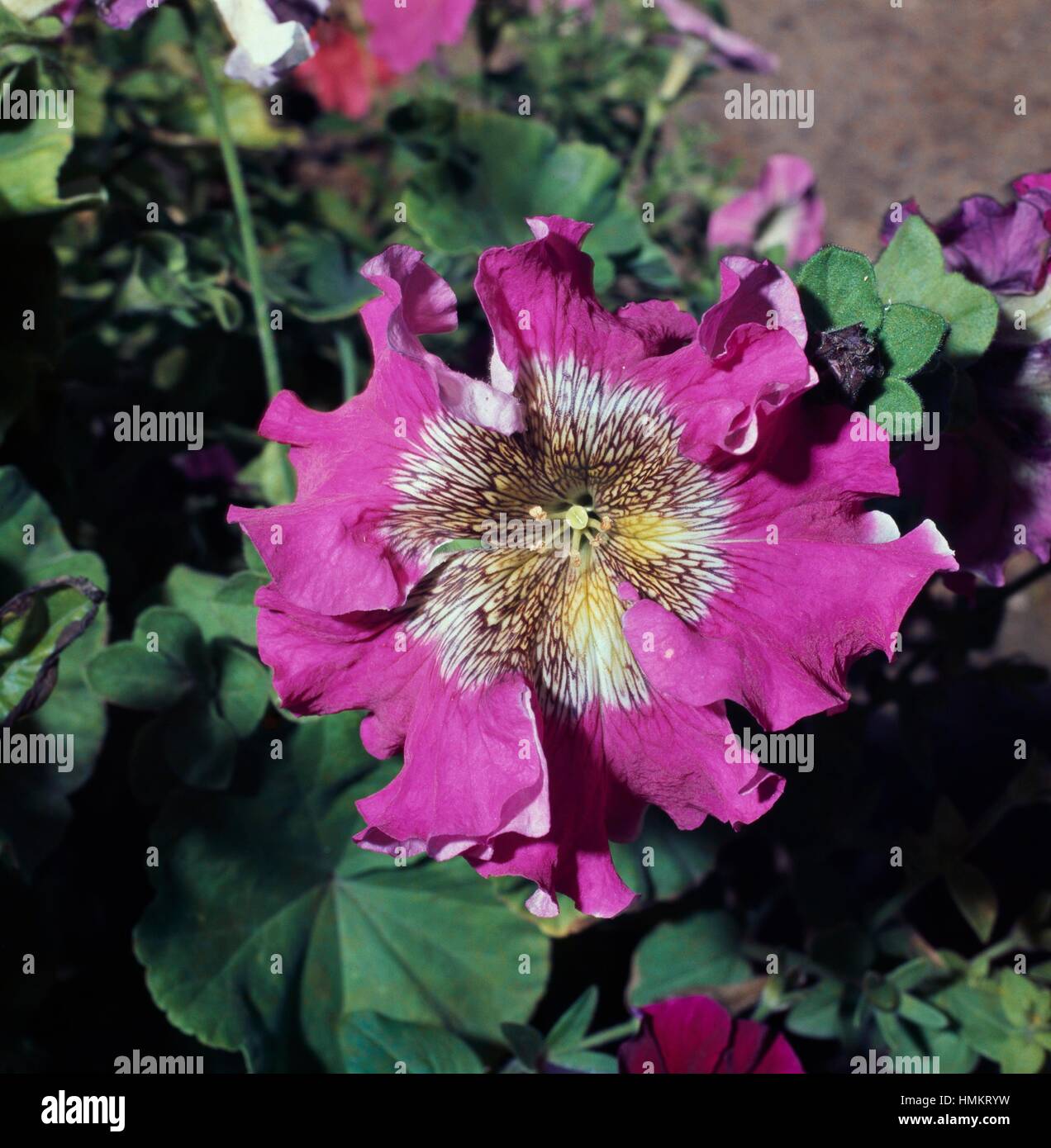 Petunia sp hi-res stock photography and images - Alamy