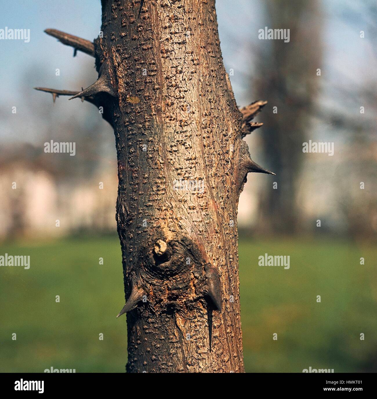 Acacia bark hi-res stock photography and images - Alamy