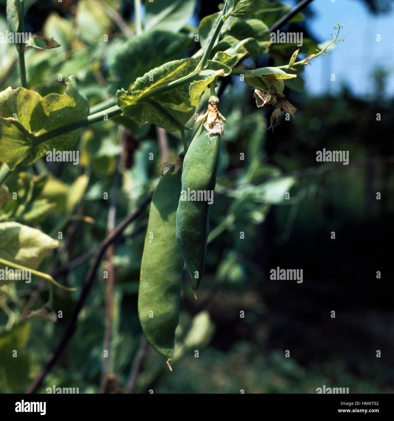 Pisum sativum pods hi-res stock photography and images - Alamy