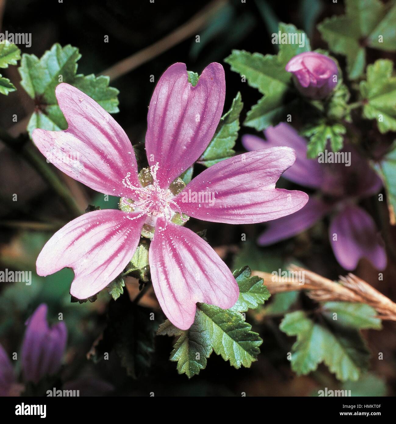 Common mallow (Malva sylvestris), Malvaceae Stock Photo - Alamy