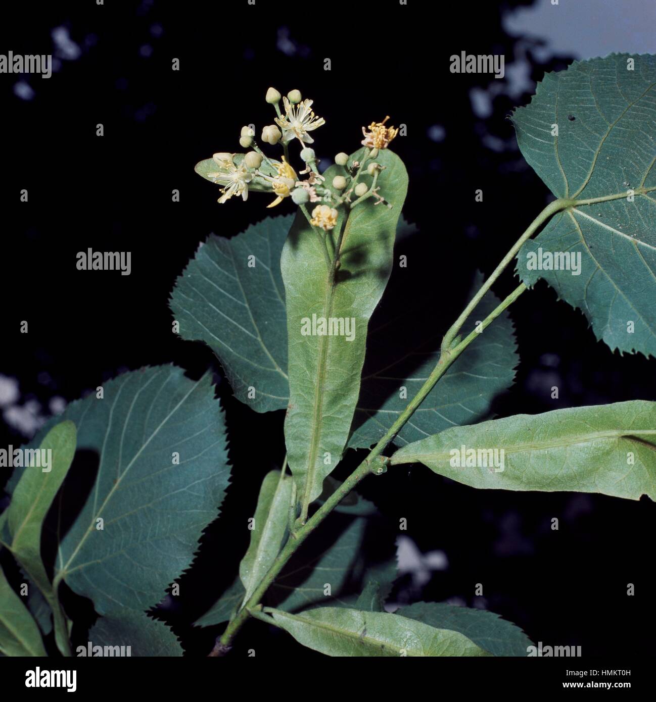 Lime leaves and inflorescences (Tilia sp), Tigliaceae Stock Photo - Alamy