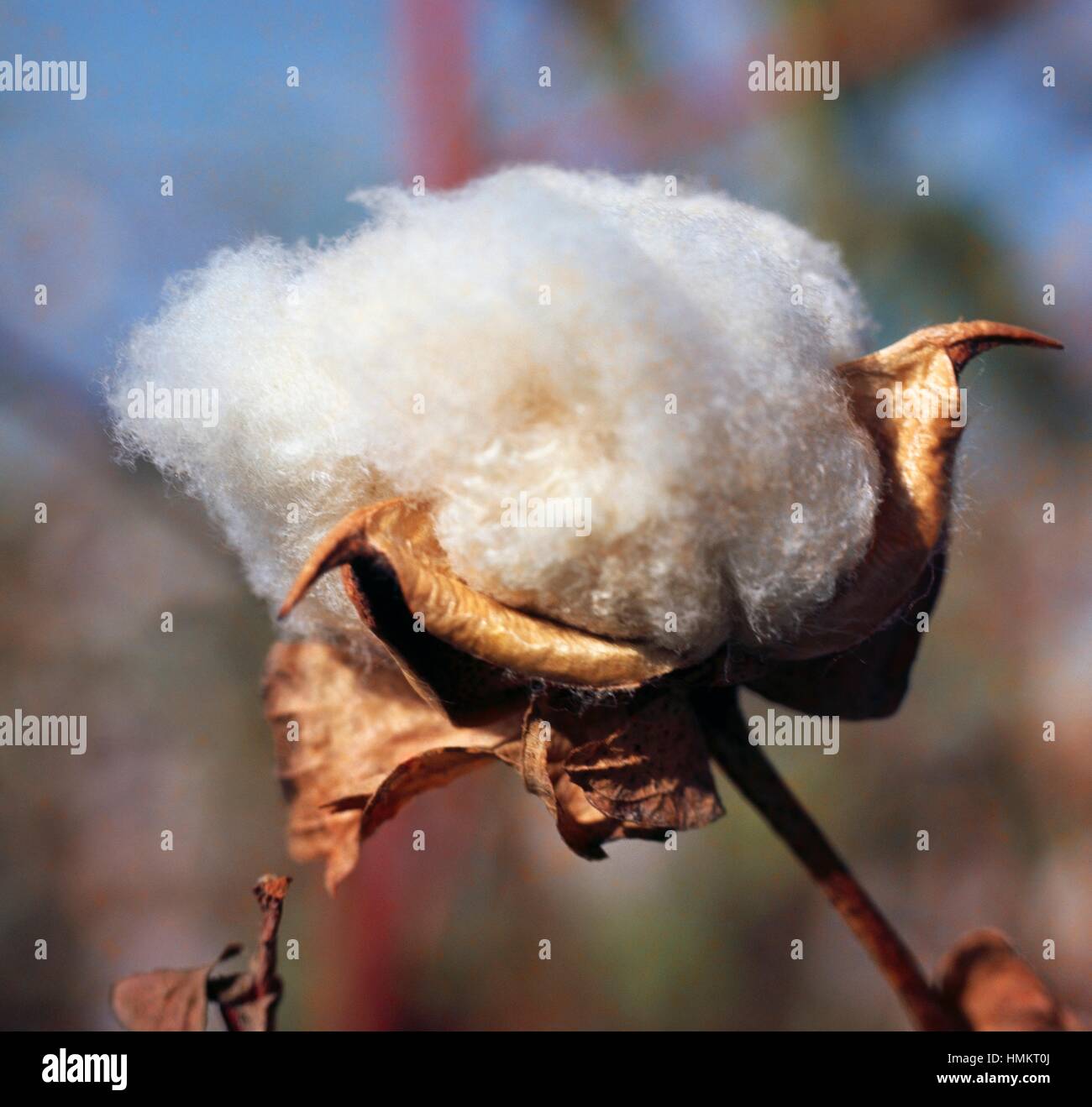 Cotton capsule hi-res stock photography and images - Alamy