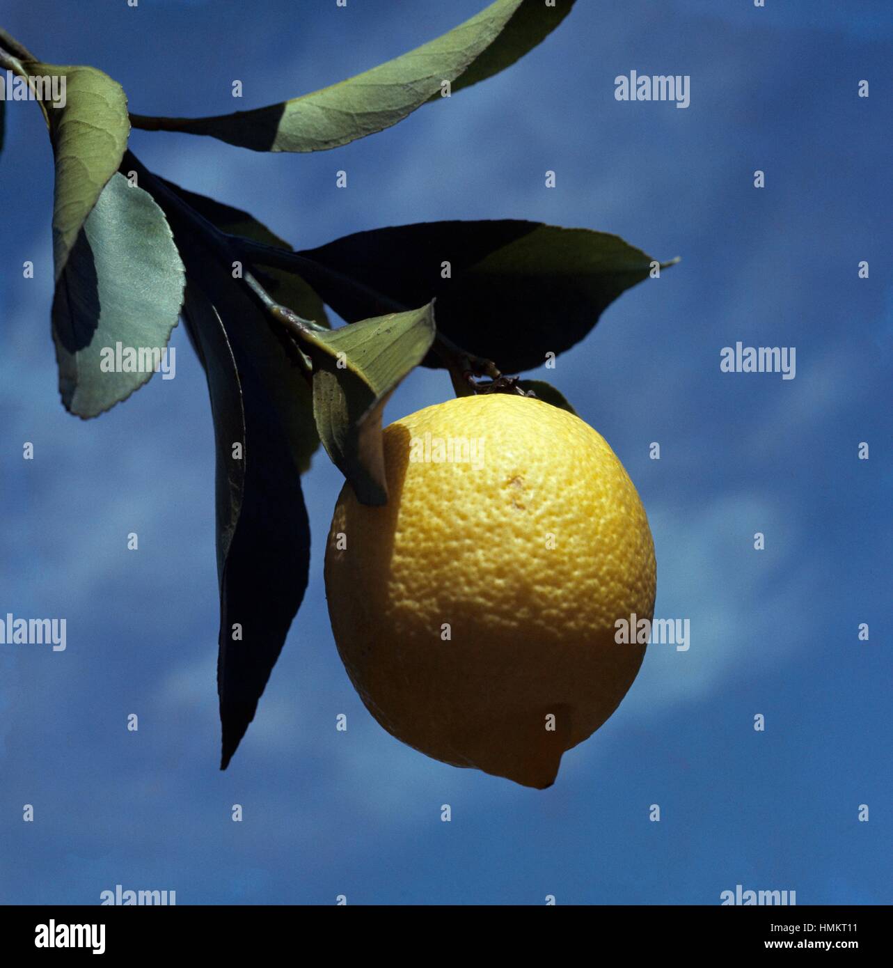 Lemon (Citrus x limonum), Rutaceae Stock Photo - Alamy
