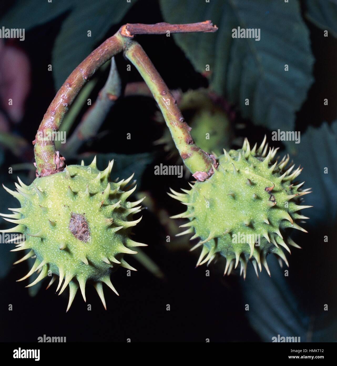 Horse Chestnut or Indian Chestnut seeds (Aesculus hippocastanum ...