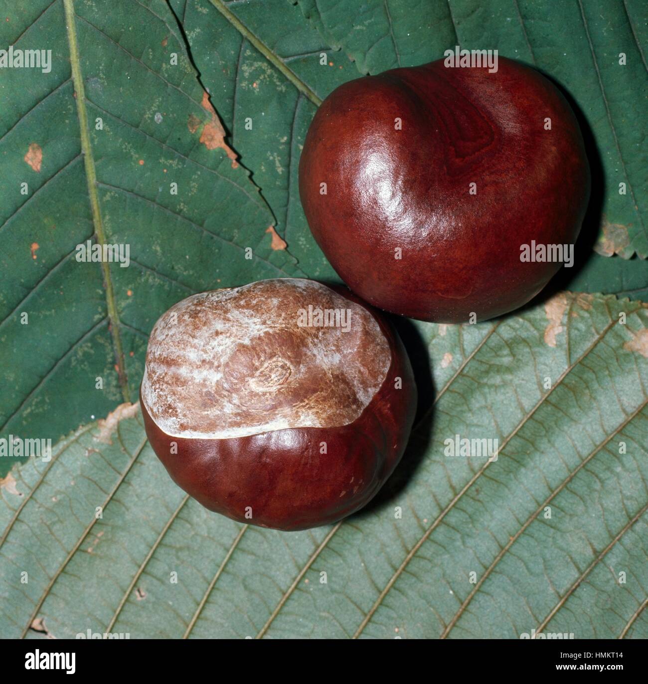 Indian horse chestnut hi-res stock photography and images - Alamy
