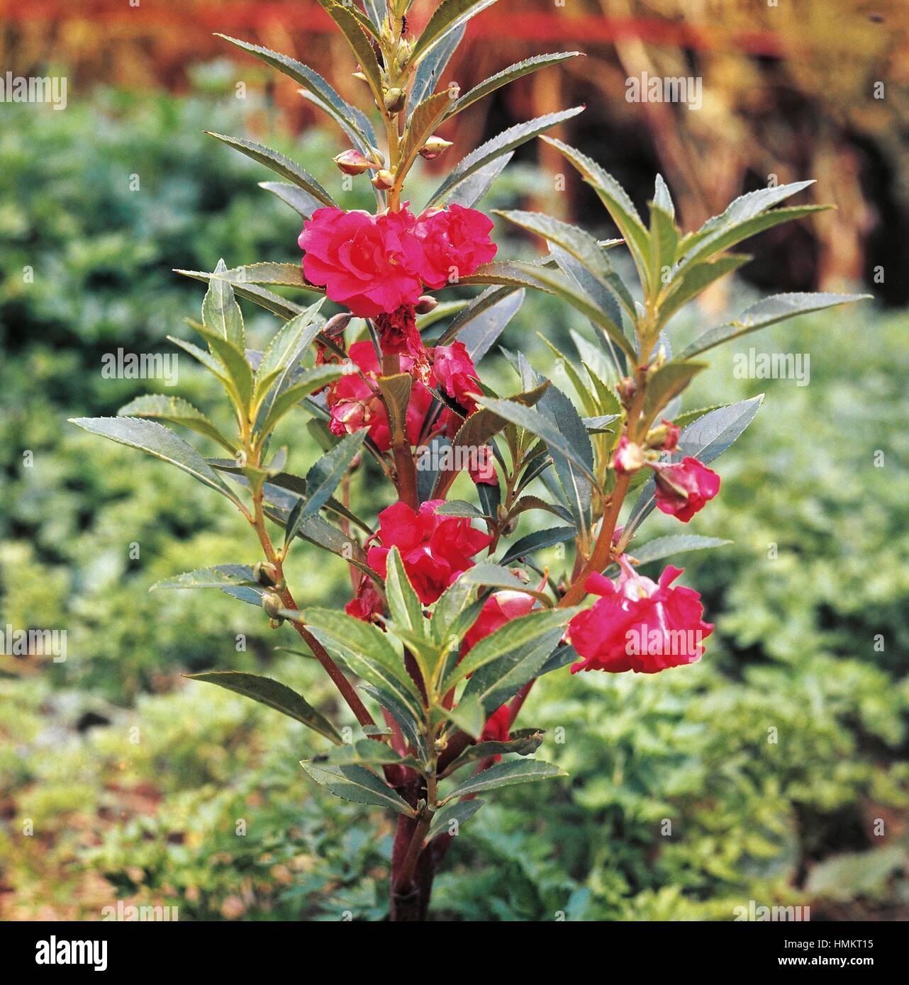 Garden balsam, Rose balsam or Touch me Not (Impatiens balsamina ...