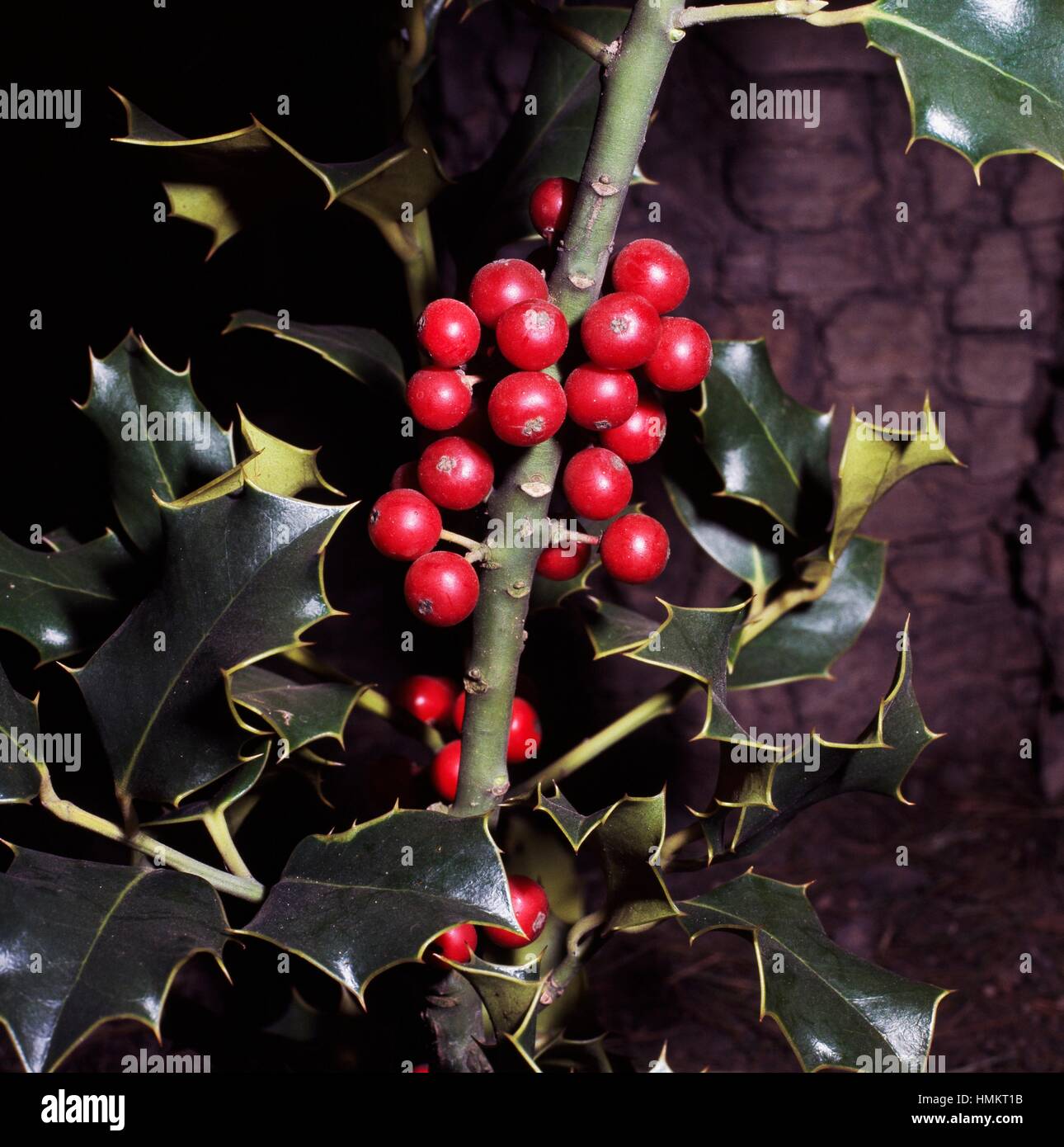 Holly, Common Holly, English Holly or European Holly fruits (Ilex ...