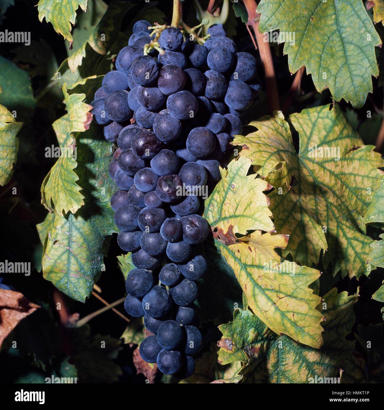 Aleatico hi-res stock photography and images - Alamy