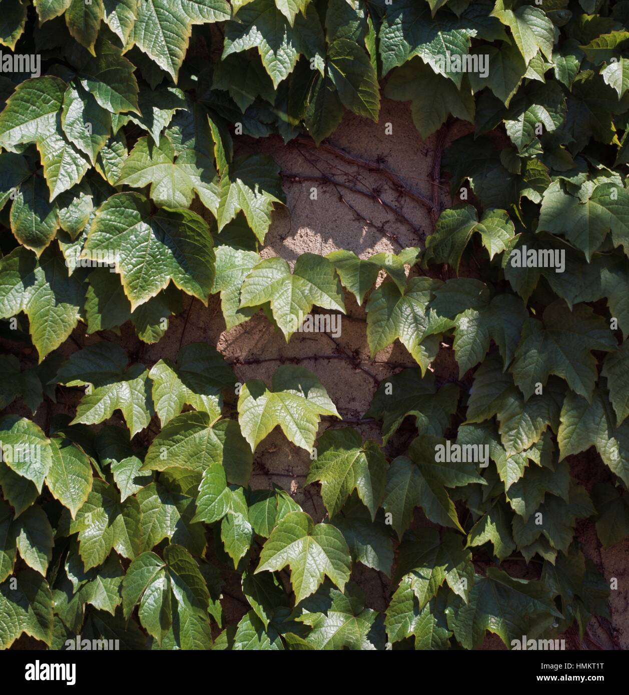Japanese creeper, boston ivy, grape ivy (Parthenocissus tricuspidata ...