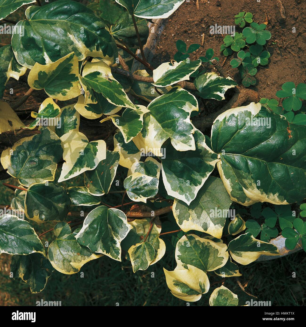 Common ivy, english ivy, european ivy (Hedera helix), Araliaceae Stock ...