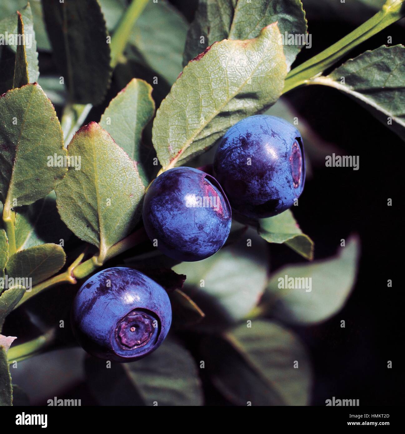 Fruits of the Bilberry (Vaccinium myrtillus), Ericaceae Stock Photo - Alamy