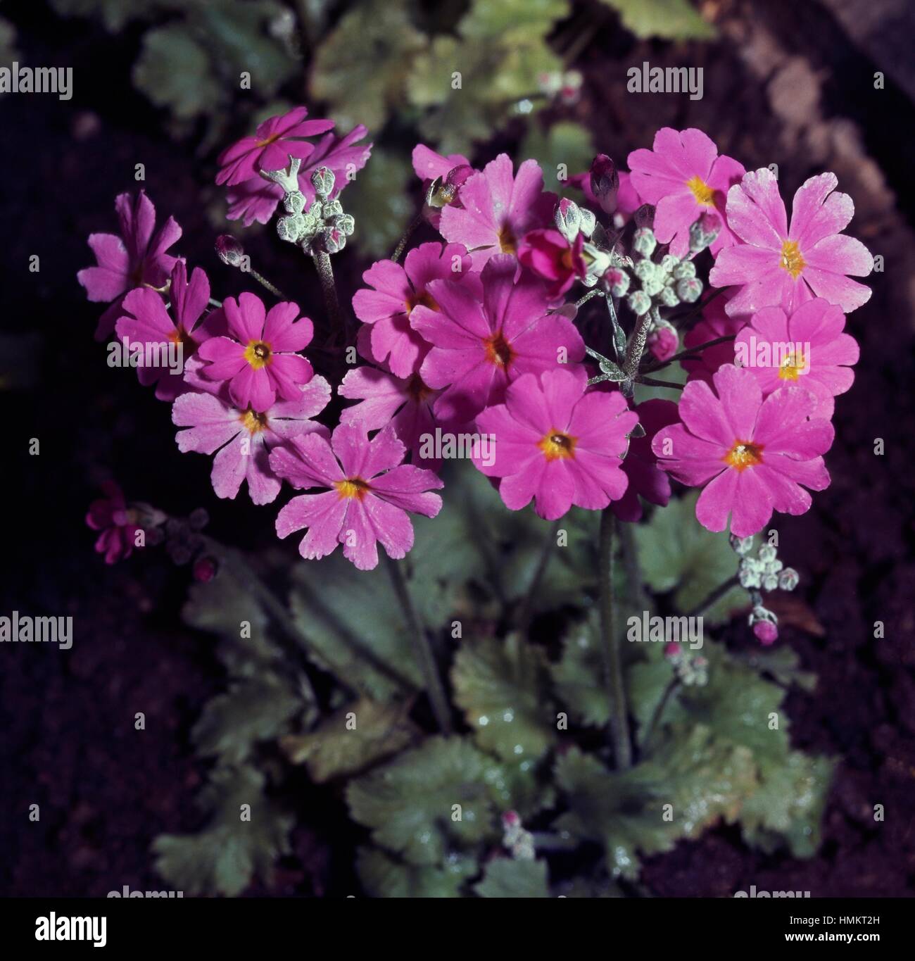 Primula obconica, Primulaceae Stock Photo - Alamy
