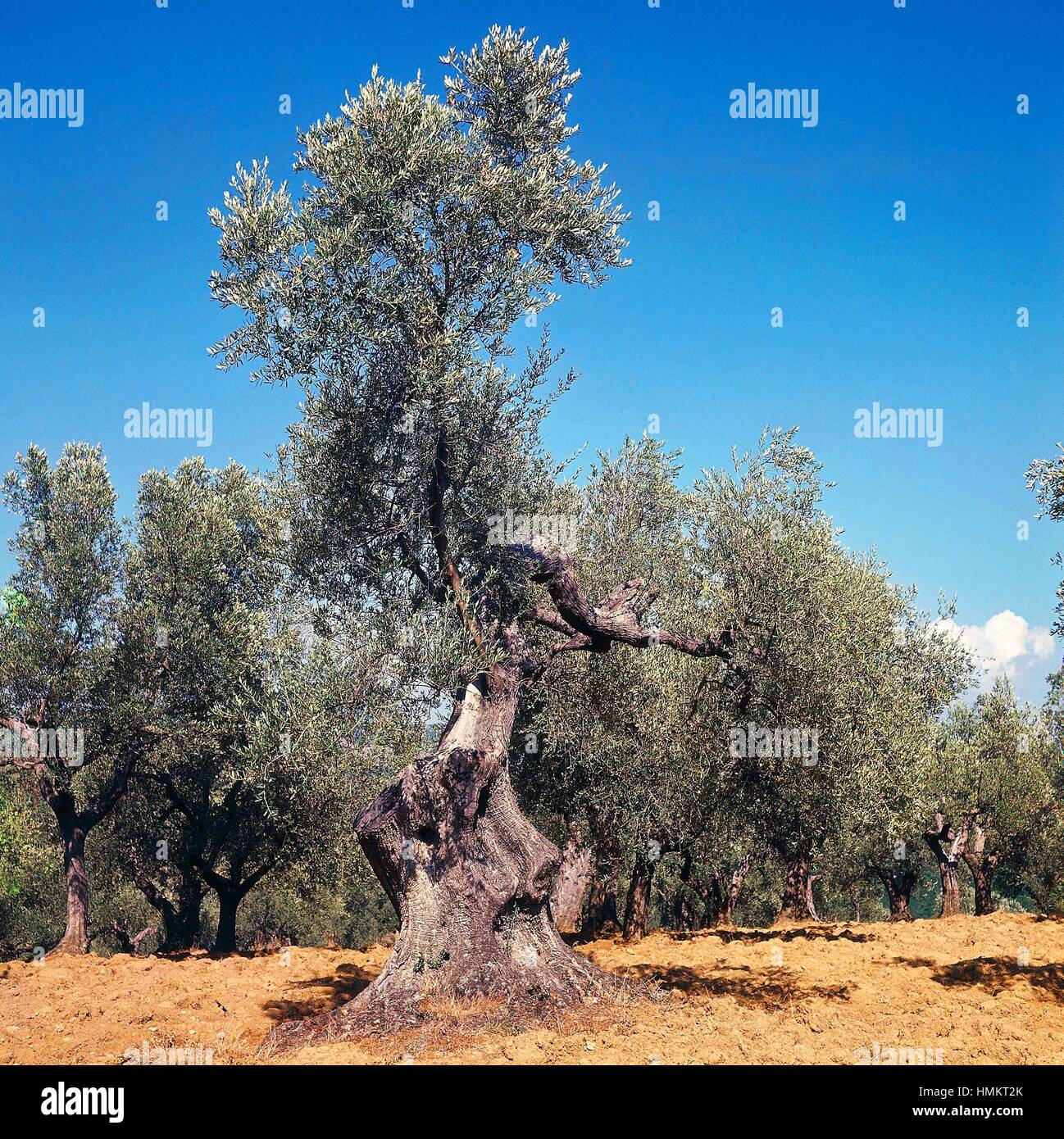 Olive tree (Olea europea), Oleaceae Stock Photo - Alamy