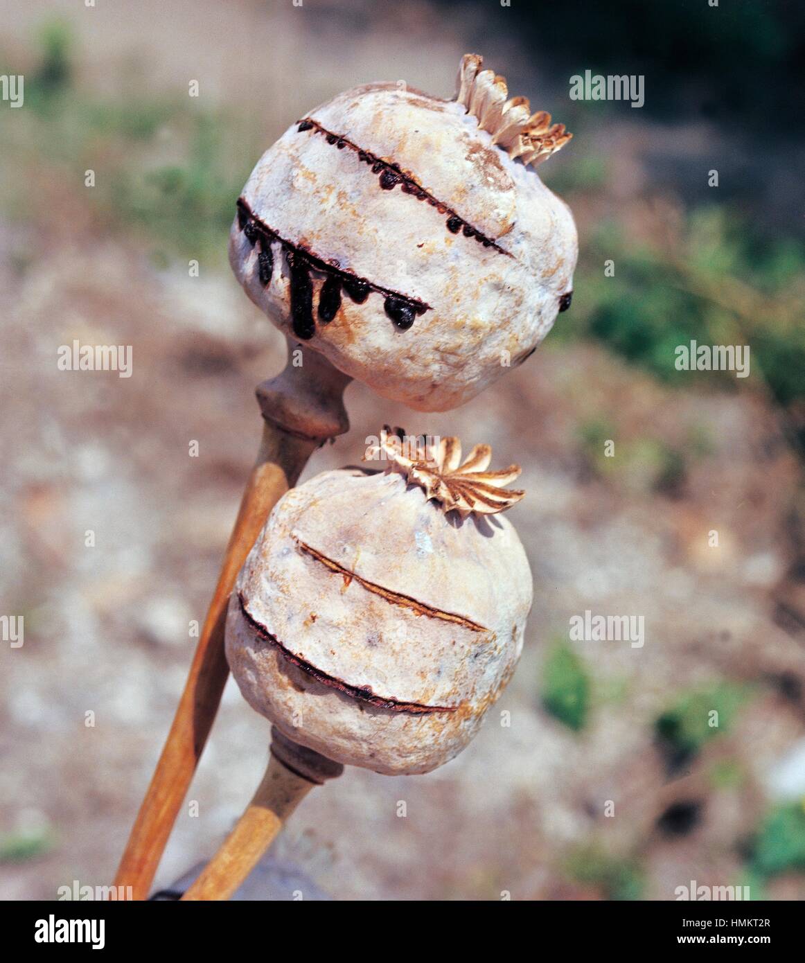 Immature Opium Poppy capsules (Papaver somniferum), Papaveraceae Stock ...