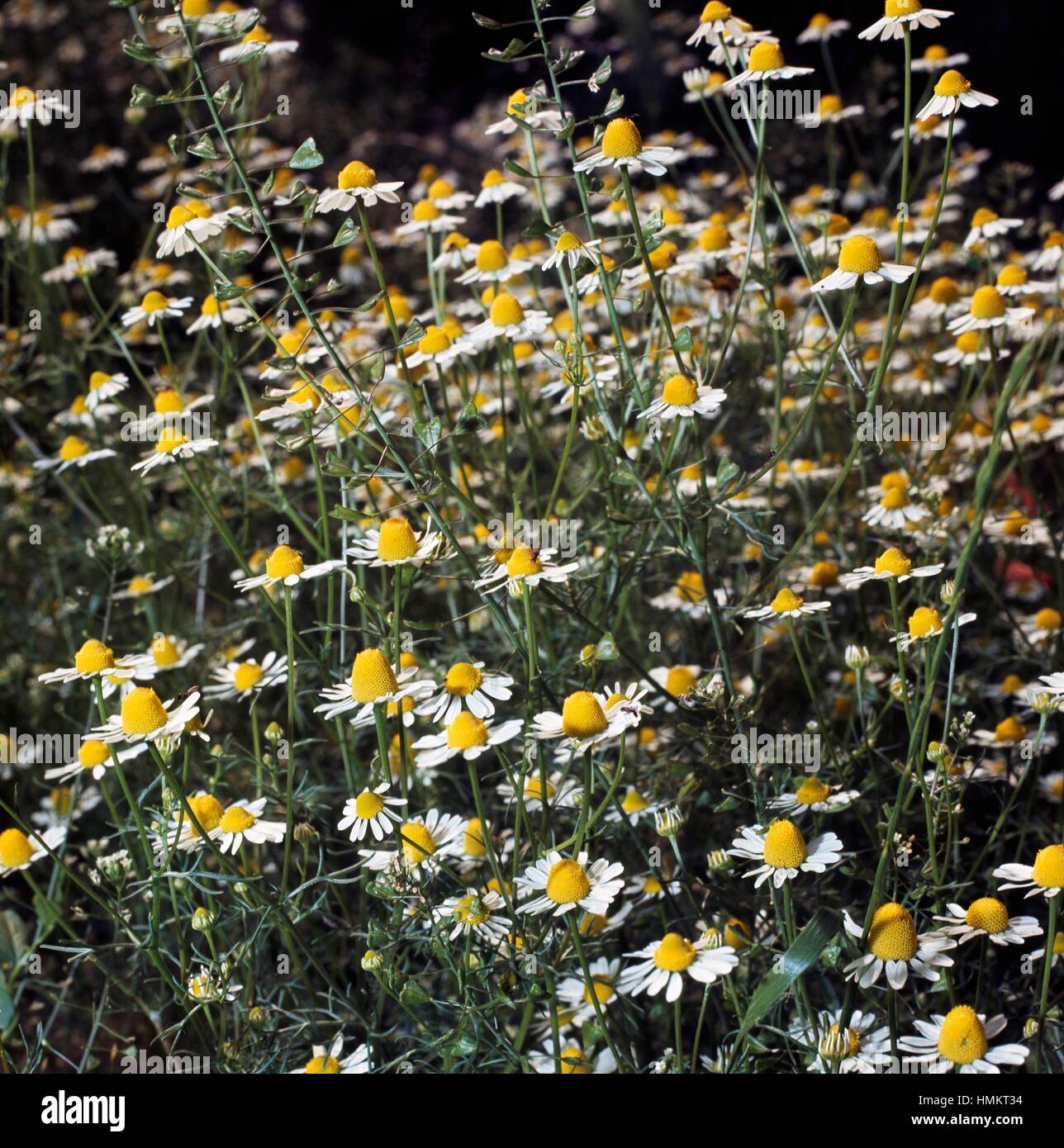 Matricaria chamomilla matricaria recutita or german chamomile hi-res ...