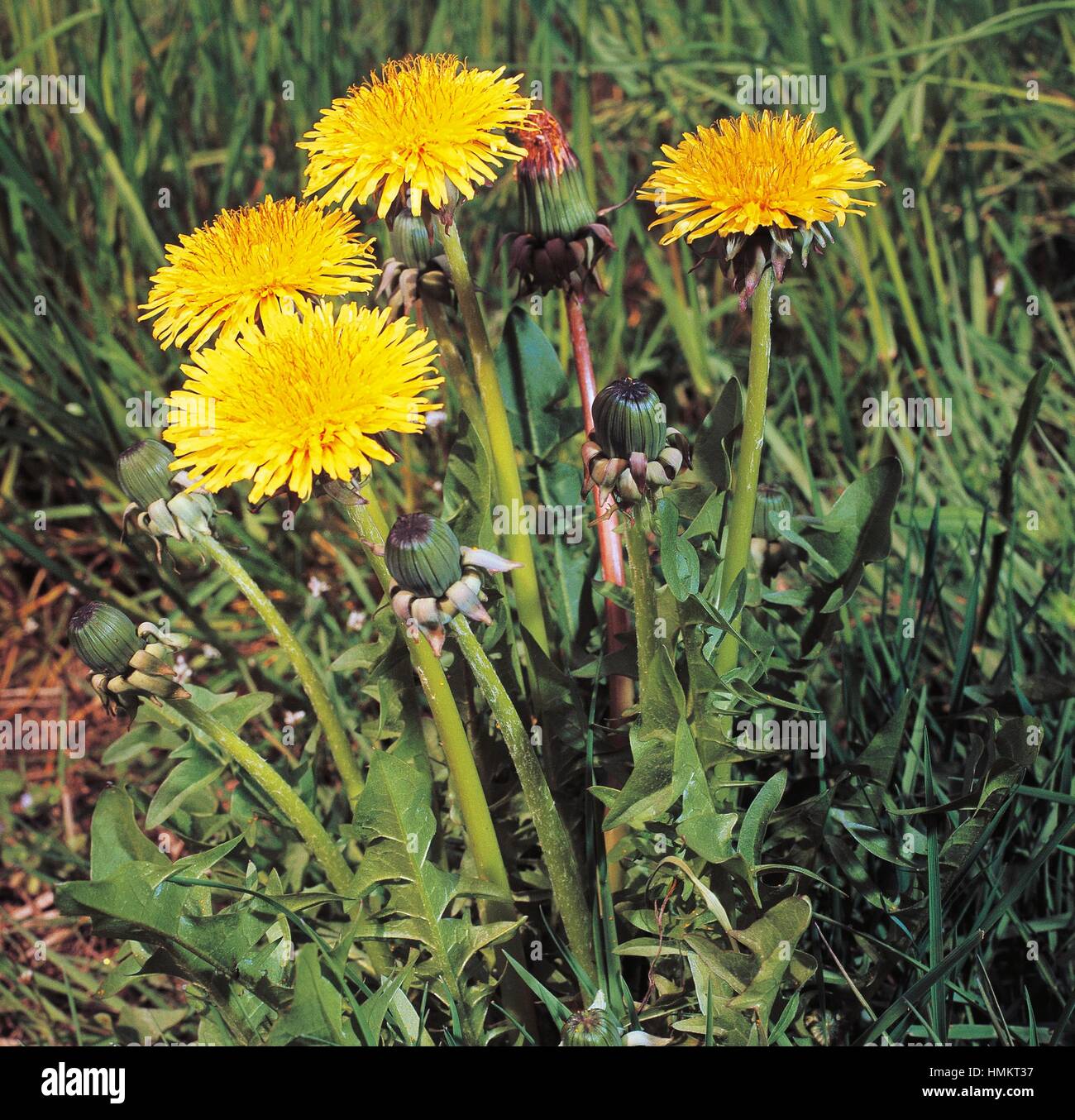 Common dandelion (Taraxacum officinale), Asteraceae Stock Photo - Alamy