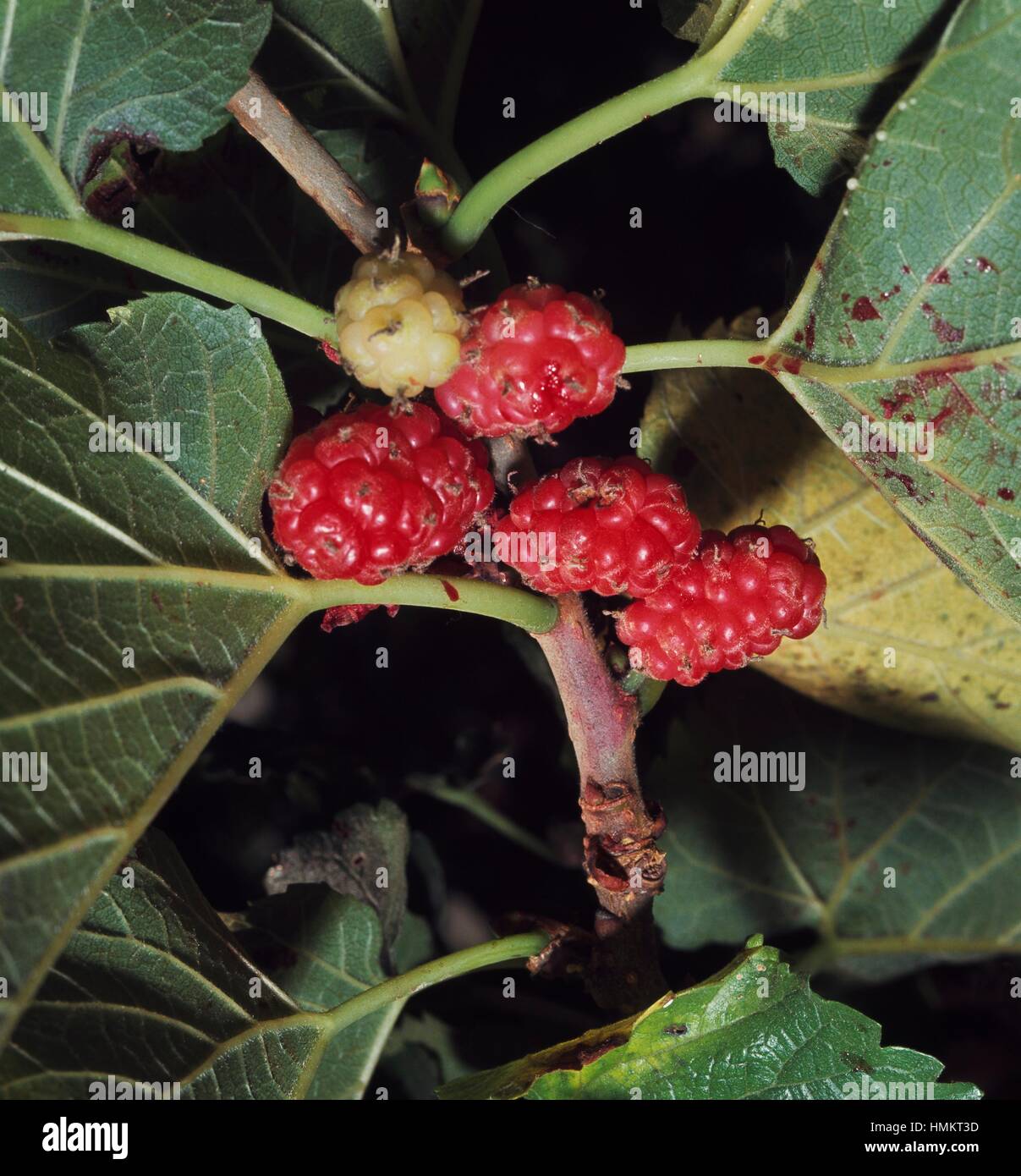Mulberry fruits (Morus sp), Moraceae Stock Photo - Alamy