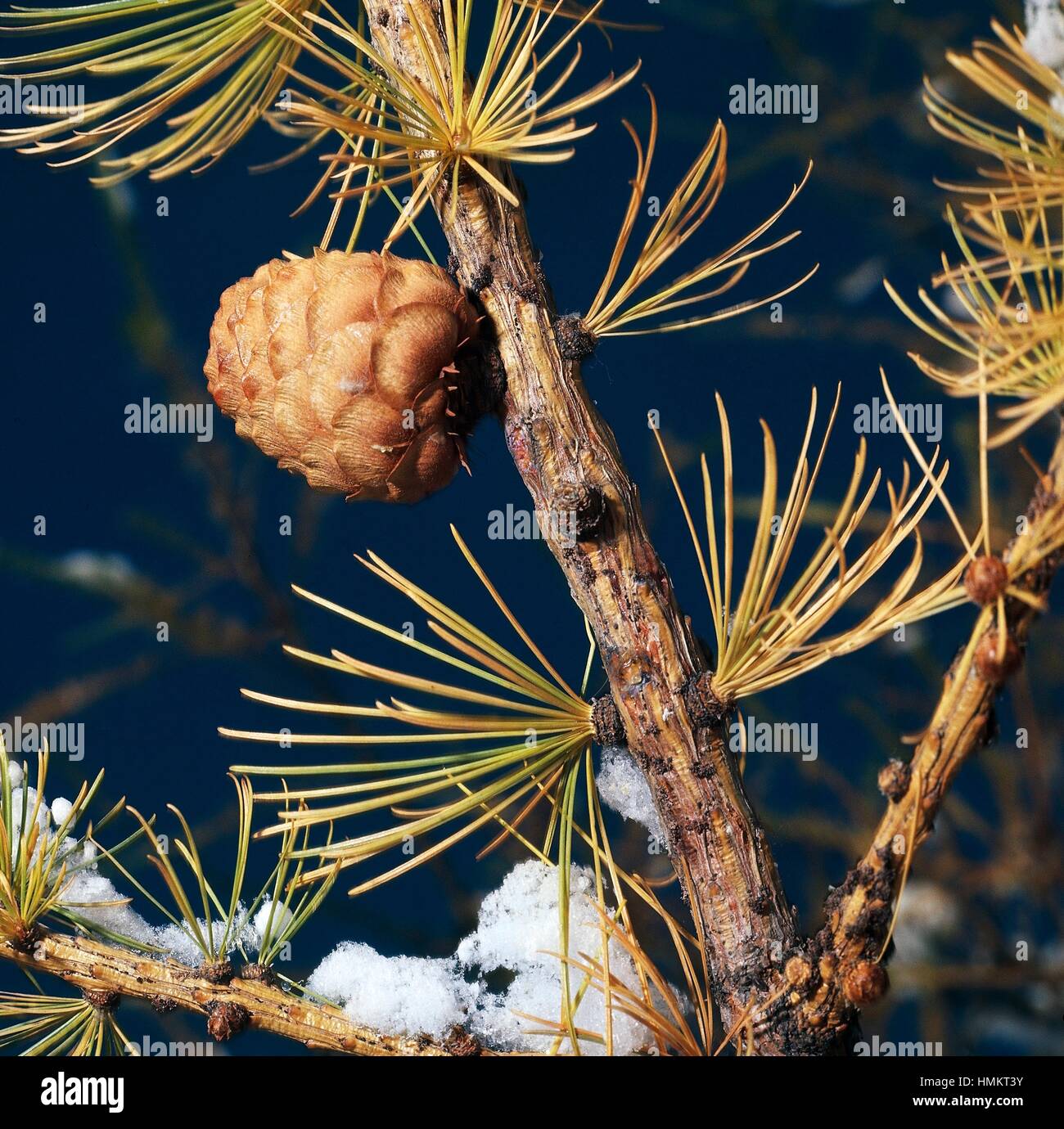 European Larch cone and needles (Larix decidua), Pinaceae Stock Photo ...