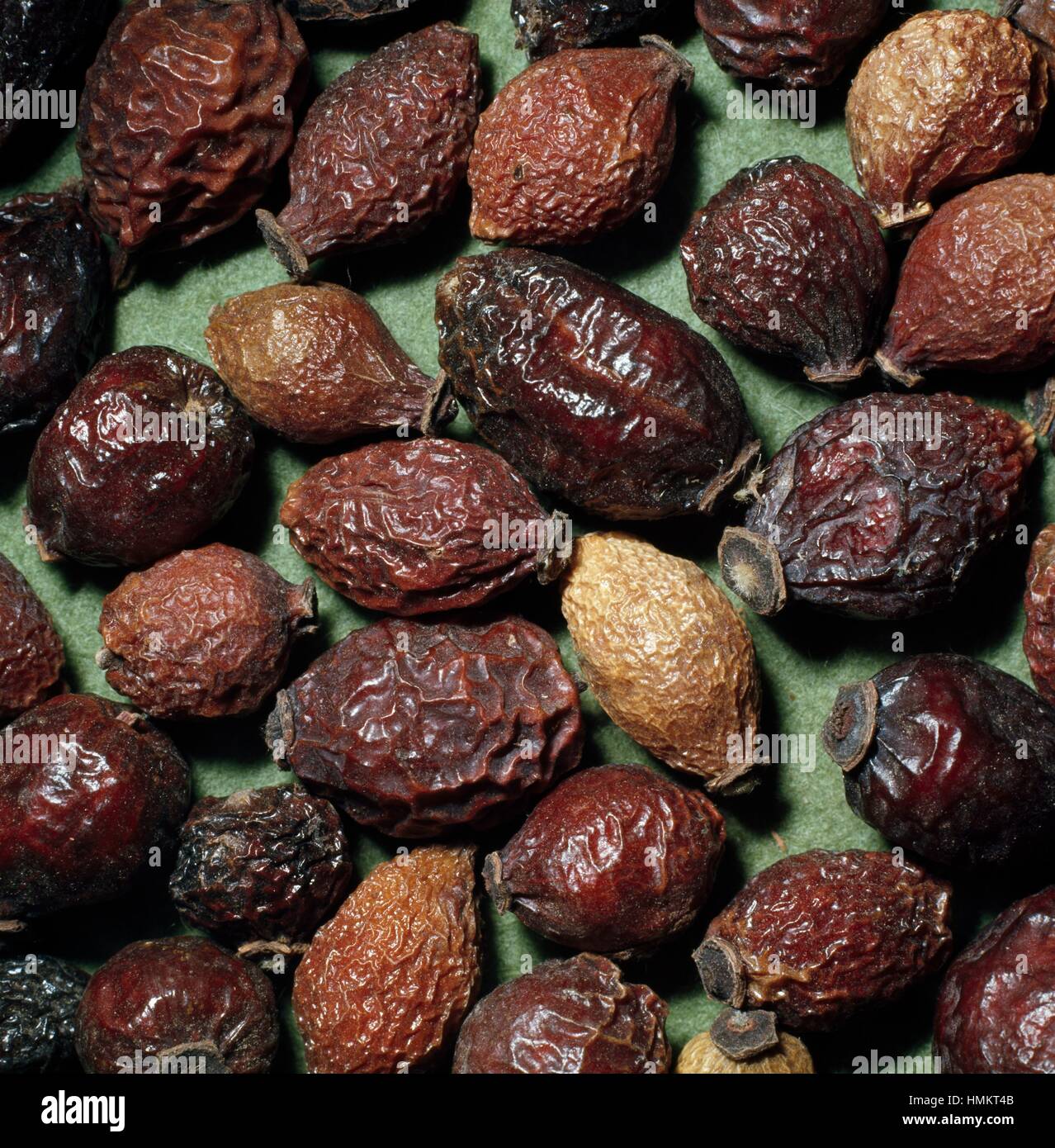 Dried fruit (rose hips) of the Rose (Rosa sp), Rosaceae Stock Photo - Alamy