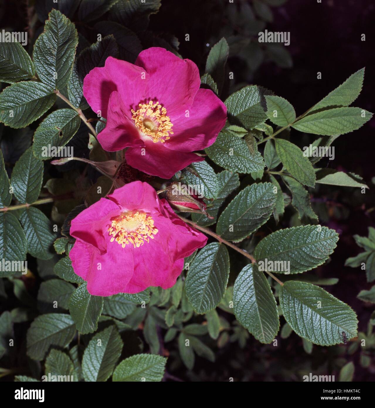Rosa gallica provins rose flower hi-res stock photography and images ...