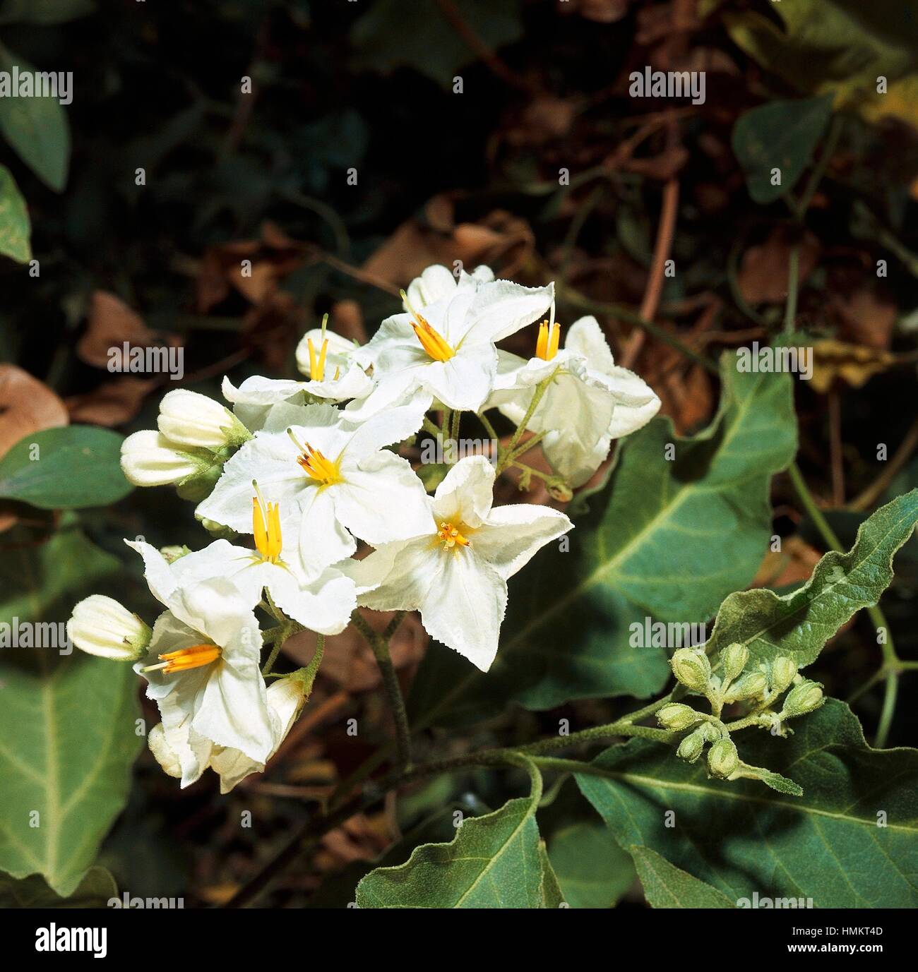 Potato flowers (Solanum tuberosum), Solanaceae Stock Photo - Alamy