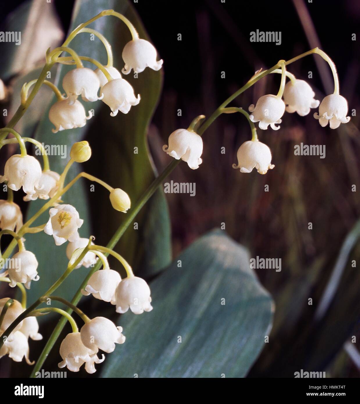 Lily of the valley (Convallaria majalis), Liliaceae Stock Photo - Alamy