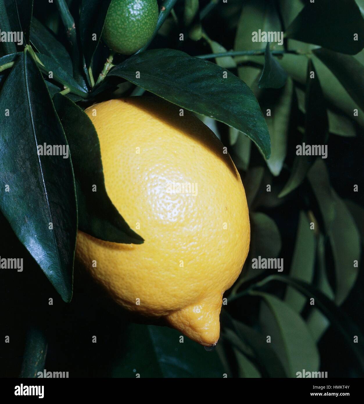 Lemon (Citrus x limonum), Rutaceae Stock Photo - Alamy