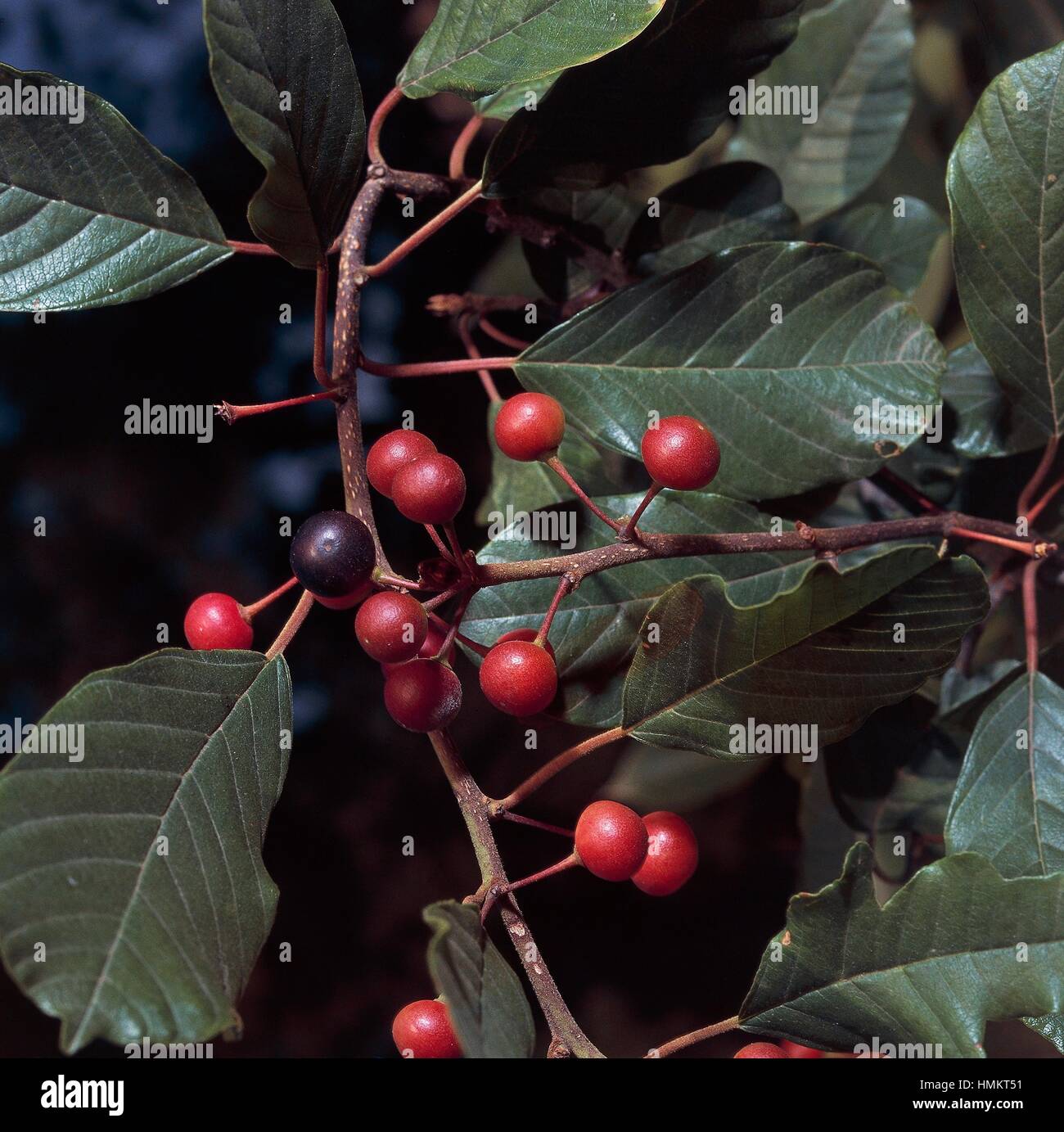 Alder buckthorn rhamnus frangula frangula hi-res stock photography and ...