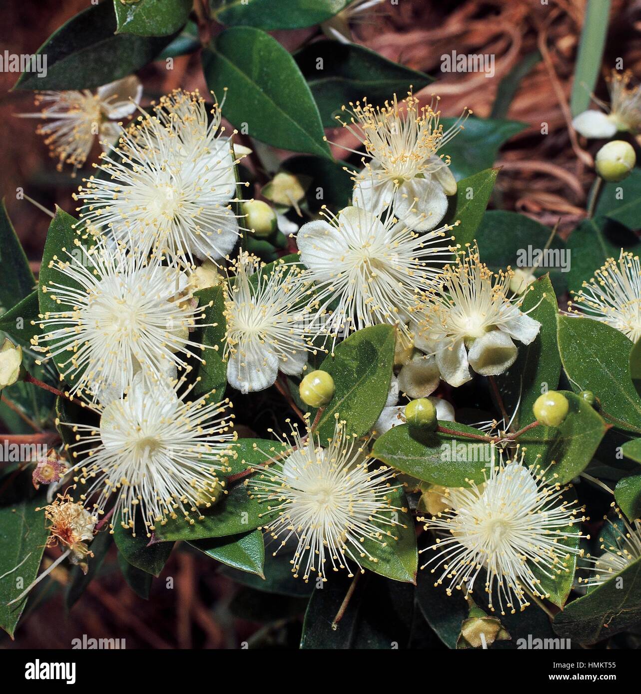 Inflorescences hi-res stock photography and images - Alamy