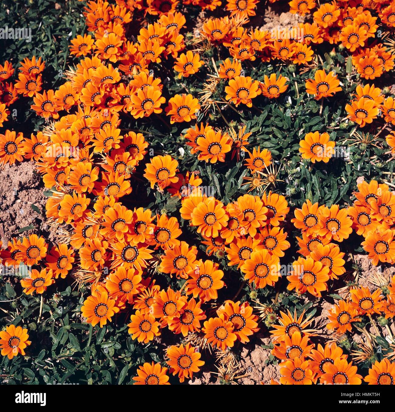 Treasure Flower (Gazania rigens or Gazania splendens), Asteraceae Stock ...