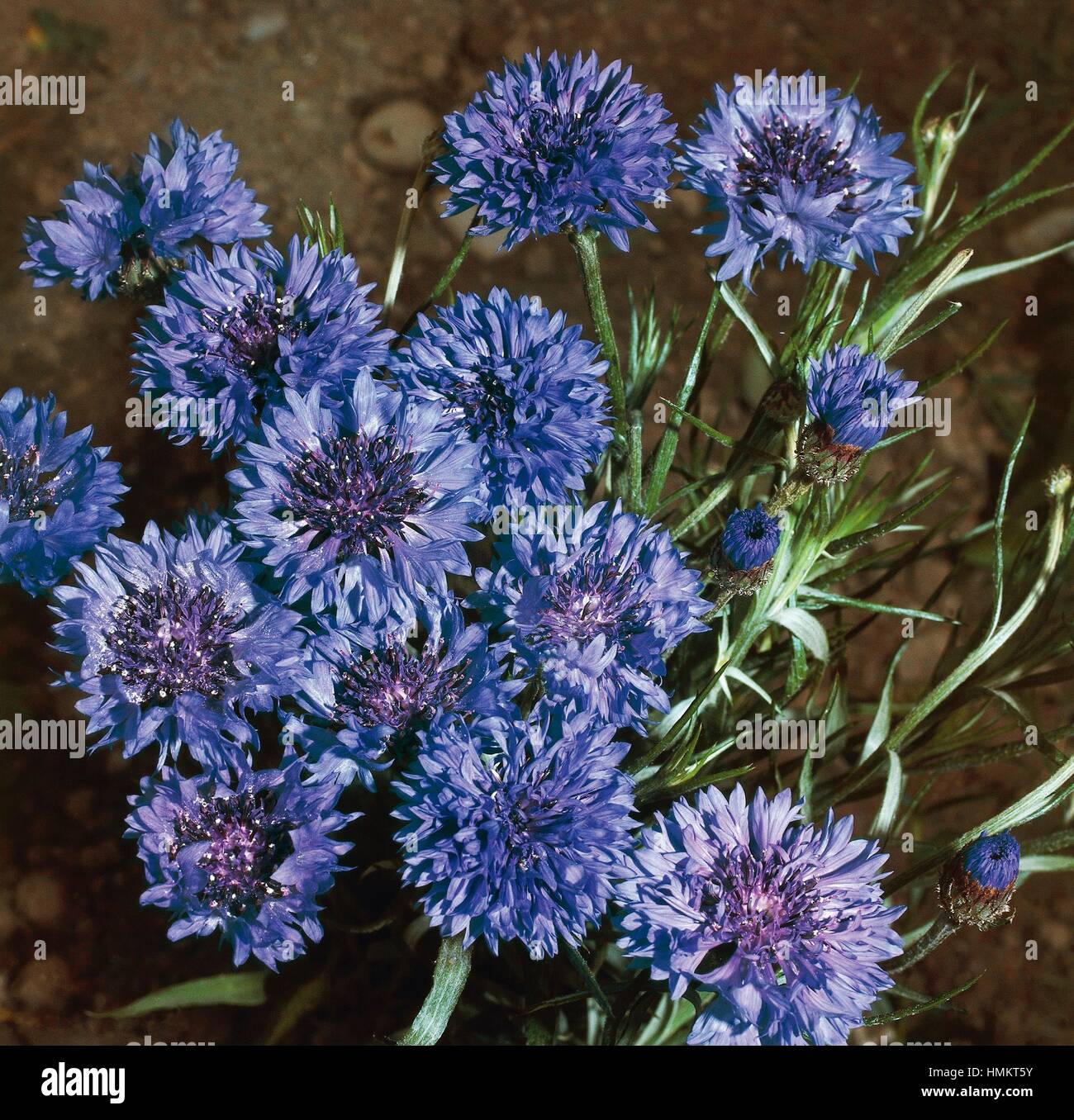 Cornflower (Centaurea cyanus), Asteraceae Stock Photo - Alamy