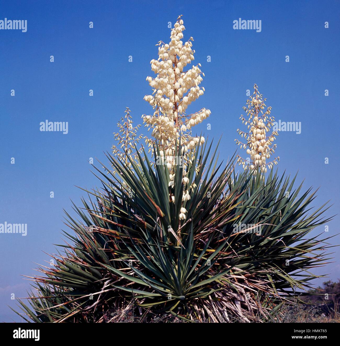 Yucca, detail of a flower, Asparagaceae Stock Photo - Alamy