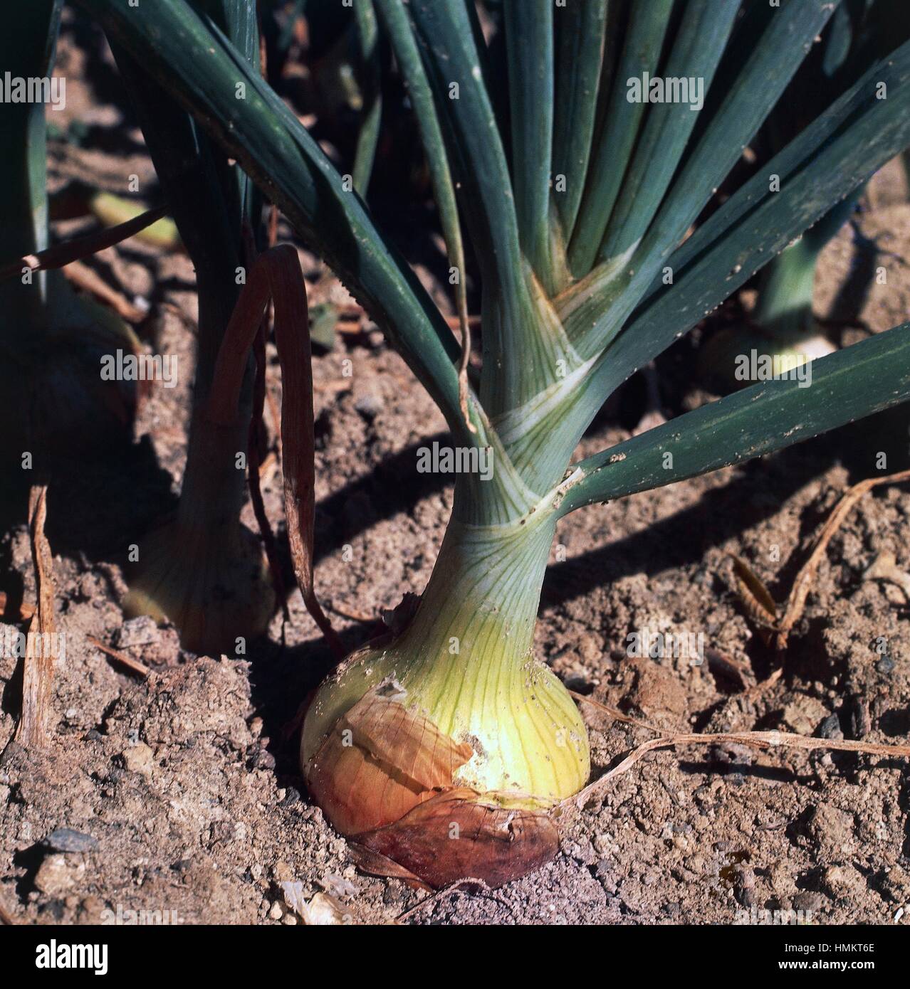 Onion bulb (Allium cepa), Alliaceae Stock Photo - Alamy