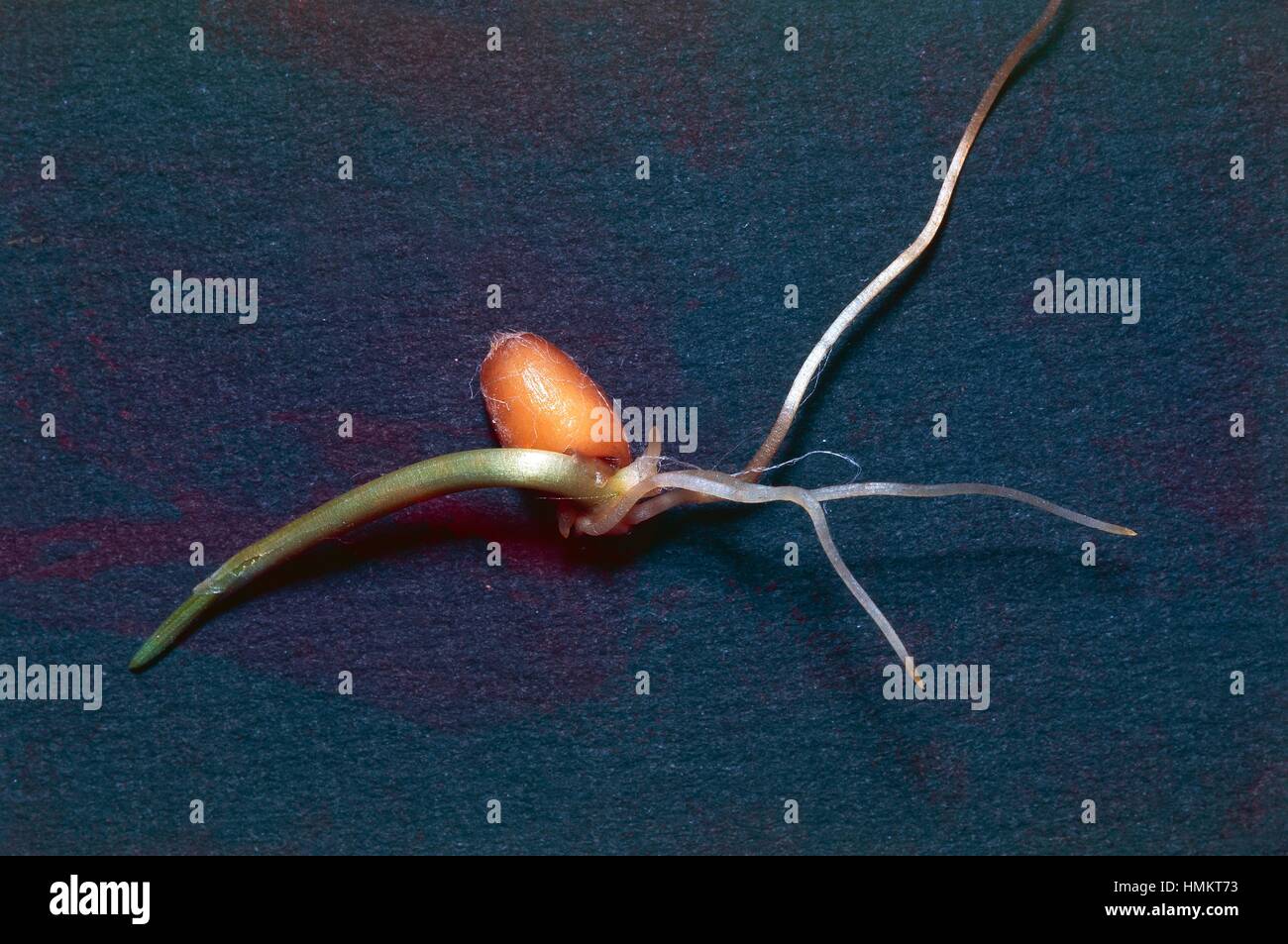 Caryopsis of wheat (Triticum vulgare o Triticum aestivum) in ...