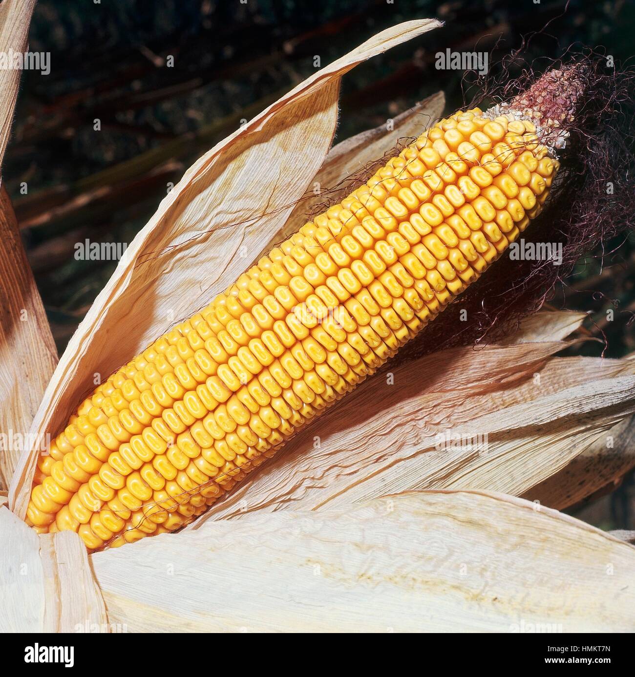 Ears of mature Corn (Zea mays), Poaceae Stock Photo - Alamy