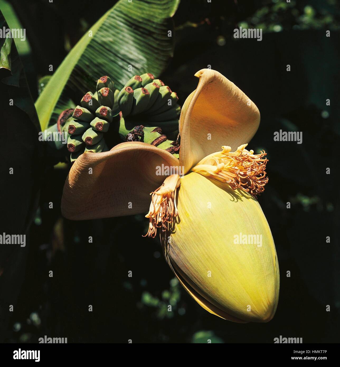 Musa sapientum hi-res stock photography and images - Alamy