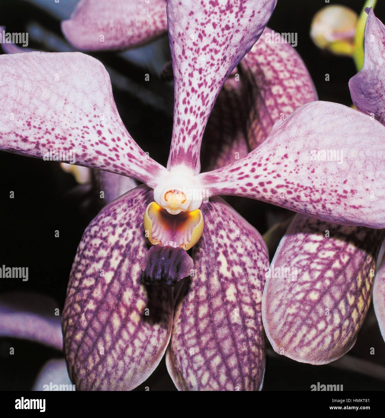 Waling-waling or Sander's Euanthe (Euanthe sanderiana or Vanda ...