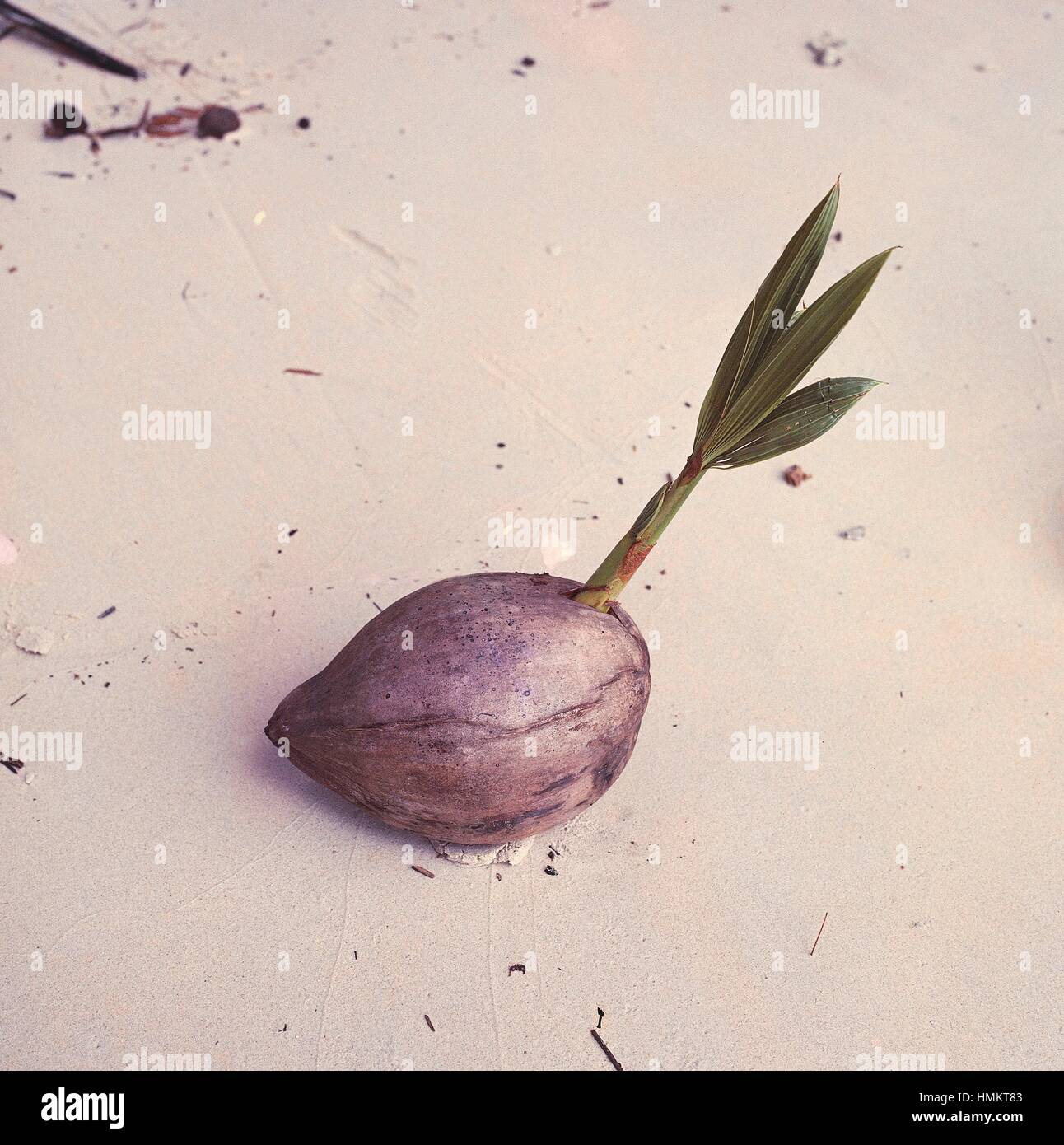 Coconut in germination hi-res stock photography and images - Alamy