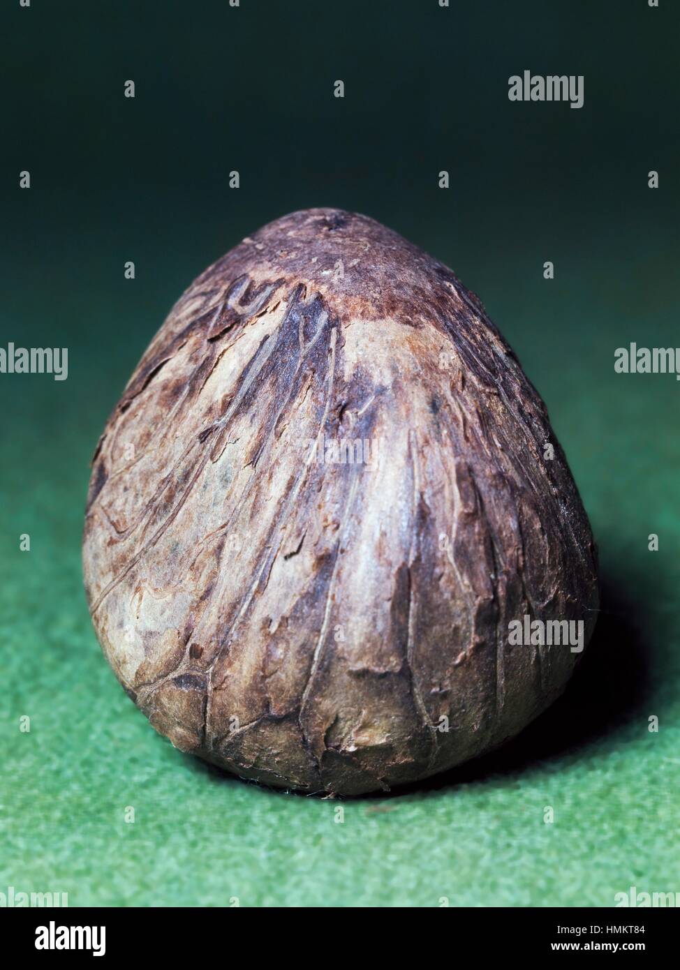 Ivory Nut Palm seed (Phytelephas macrocarpa), Arecaceae, also known as ...