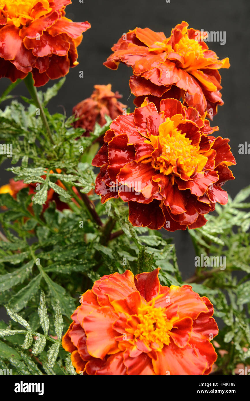Beautiful "Tagetes" flower Stock Photo - Alamy