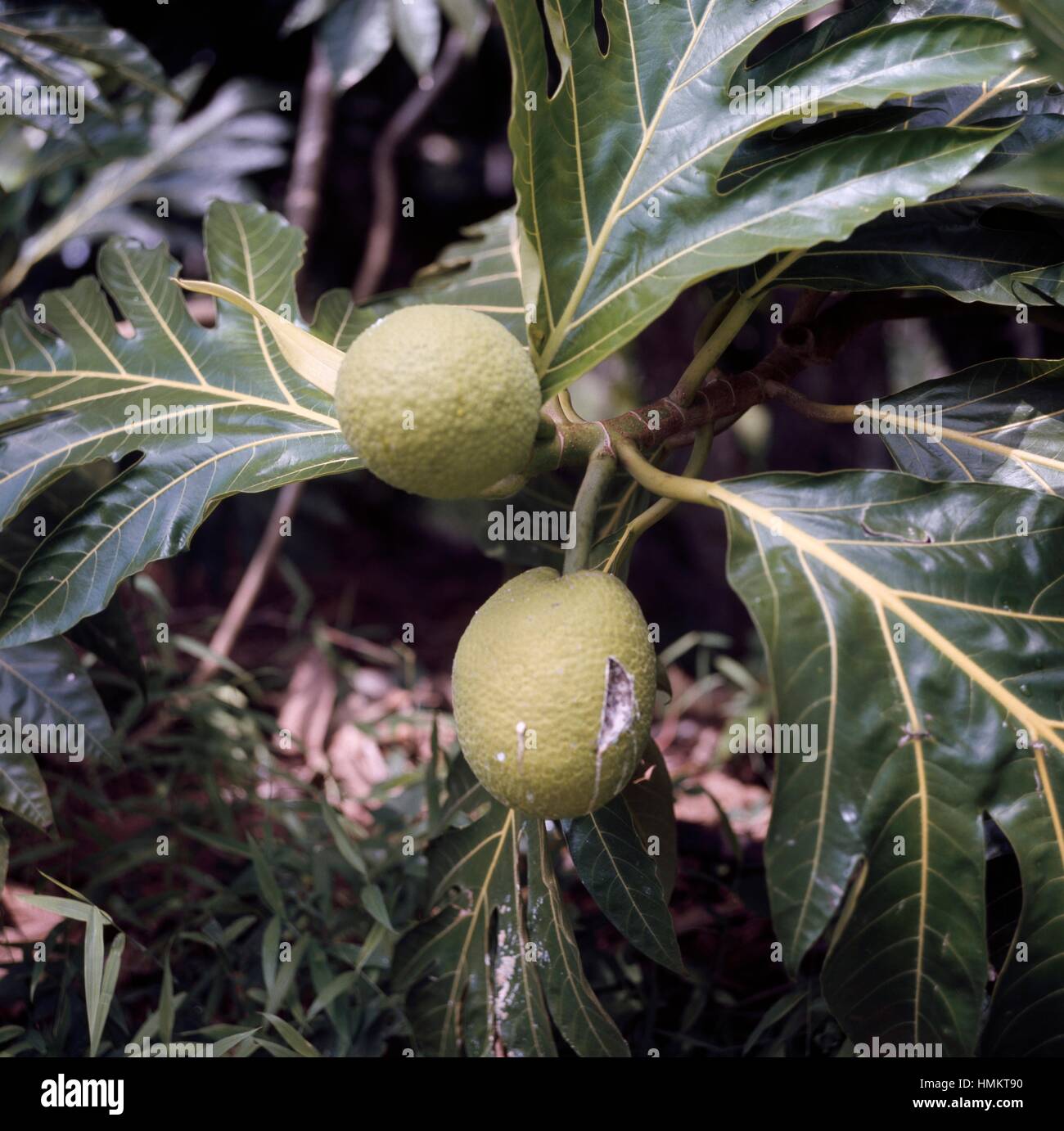 Fruits from the Breadfruit (Artocarpus altilis), Moraceae Stock Photo ...