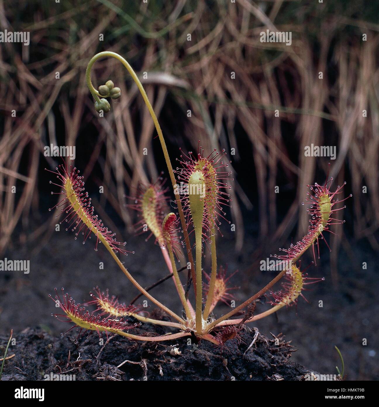 English sundew drosera anglica hi-res stock photography and images - Alamy