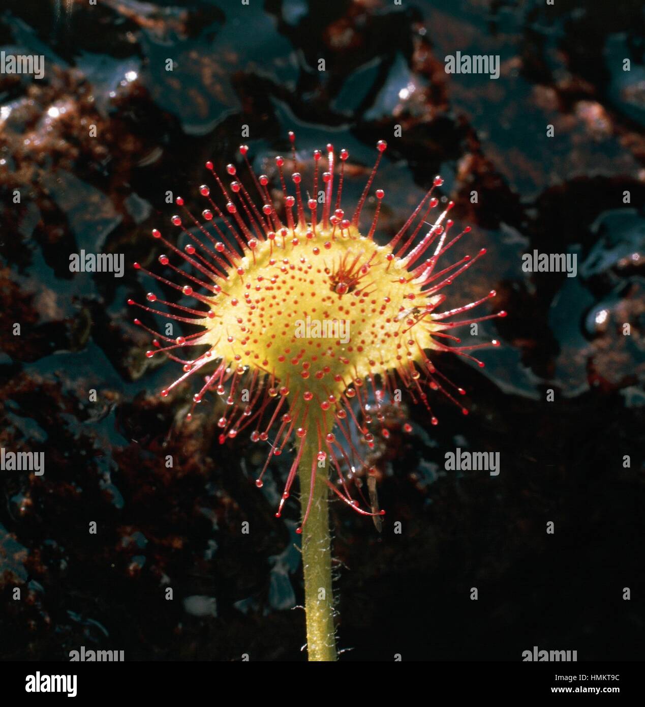 Botany droseraceae common hi-res stock photography and images - Alamy