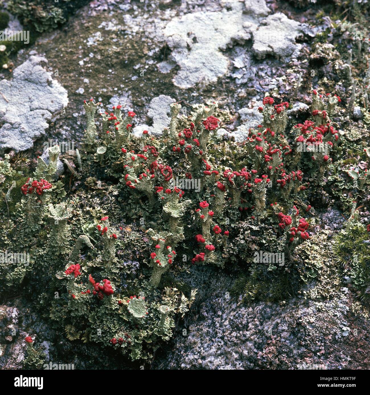 Cladonia coccifera, Cladoniaceae Stock Photo - Alamy