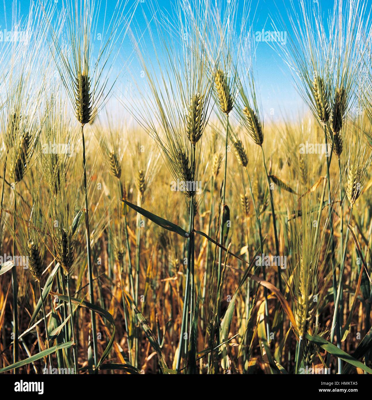 Triticum vulgare hi-res stock photography and images - Alamy