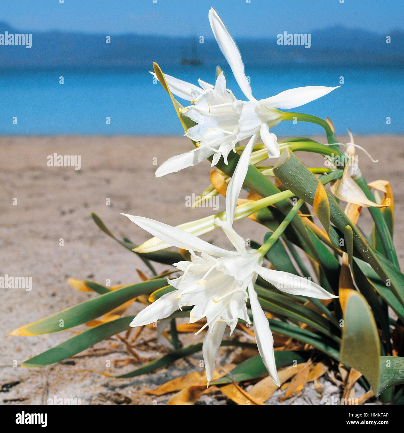 Sea daffodil or Sand lily (Pancratium maritimum), Amaryllidaceae Stock ...