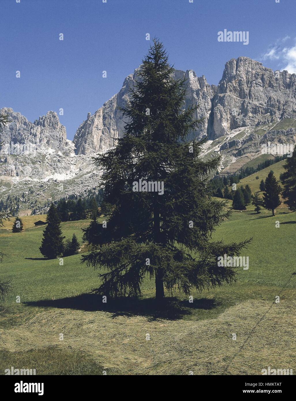 Botany - Trees - Pinaceae - Norway Spruce (Picea abies Stock Photo - Alamy
