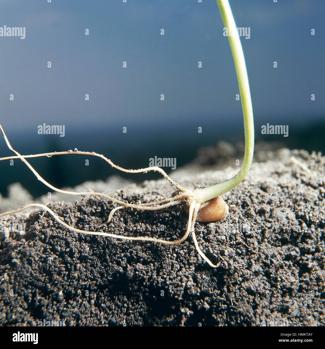 Germination of a grain of Common Wheat or Bread Wheat (Triticum ...