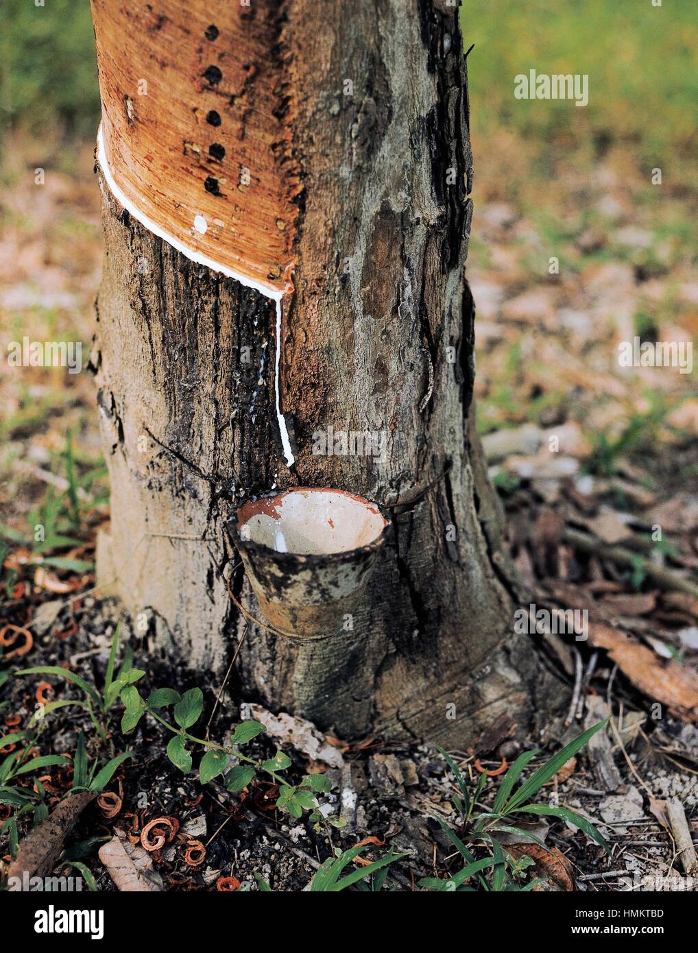Collecting sap from the Rubber Tree (Hevea brasiliensis), Malaysia ...