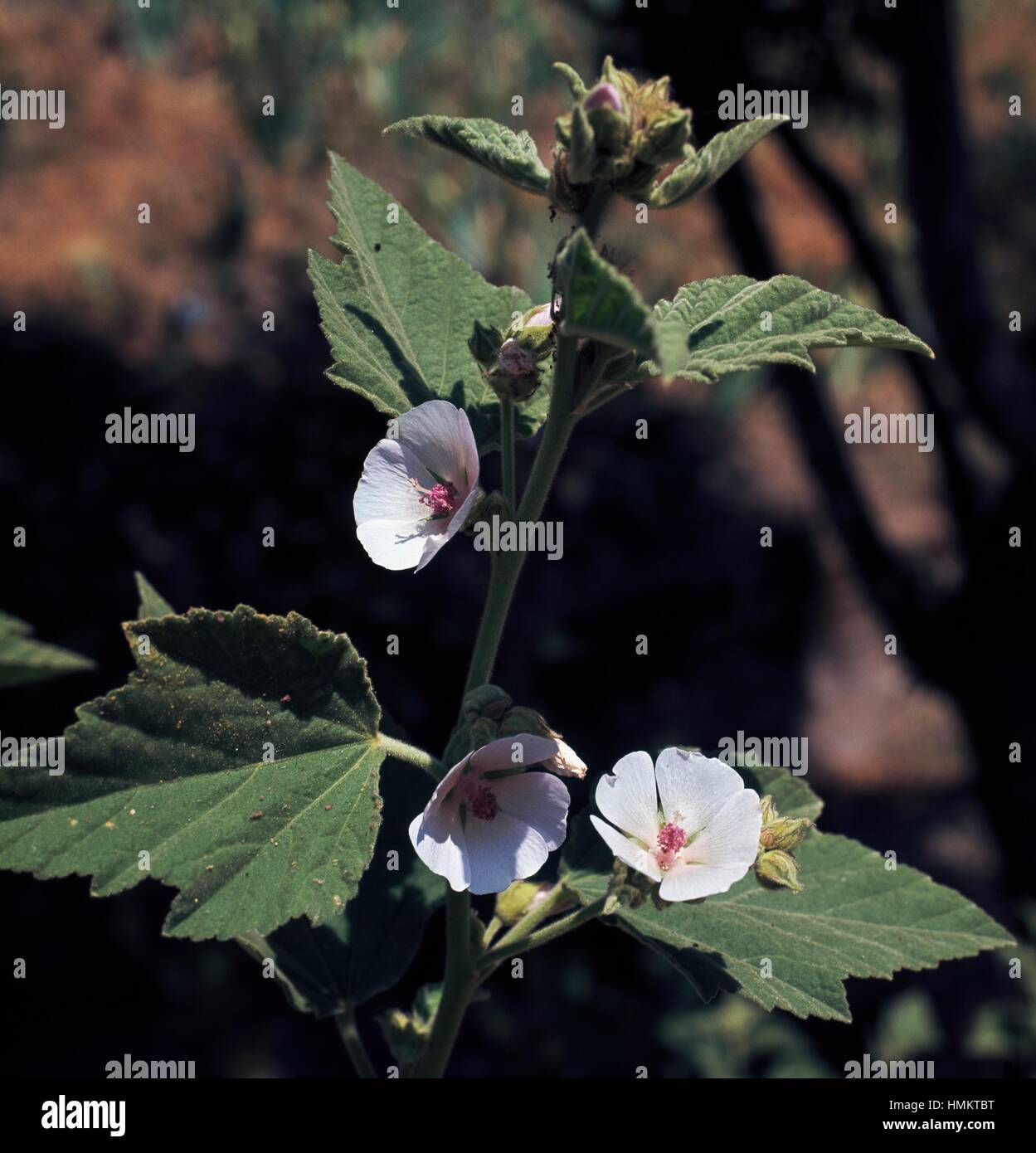 Common Marshmallow (Althea officinalis), Malvaceae Stock Photo - Alamy